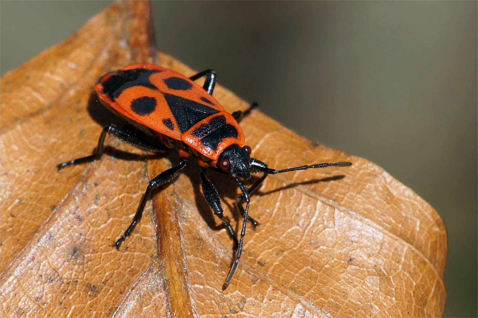 Feuerwanze im Dezember Foto & Bild | tiere, wildlife, insekten Bilder ...