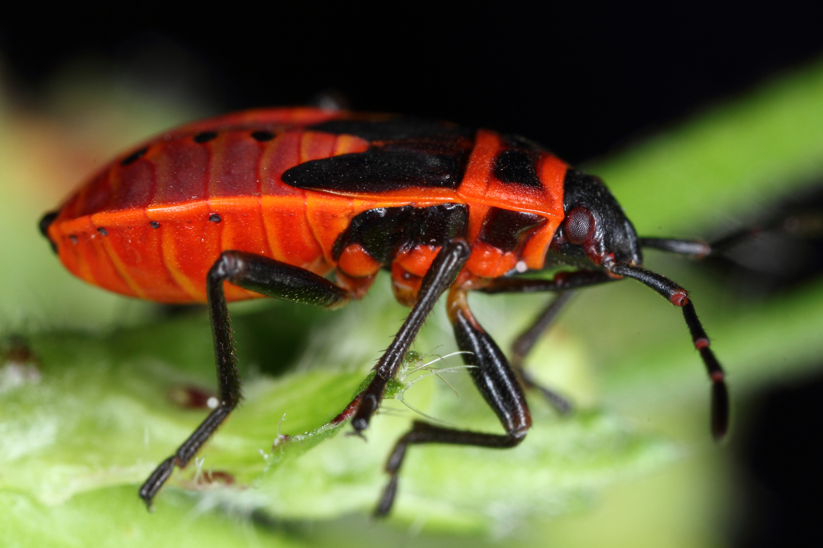 Feuerwanze - Larvalstadium Foto & Bild | tiere, wildlife, insekten ...