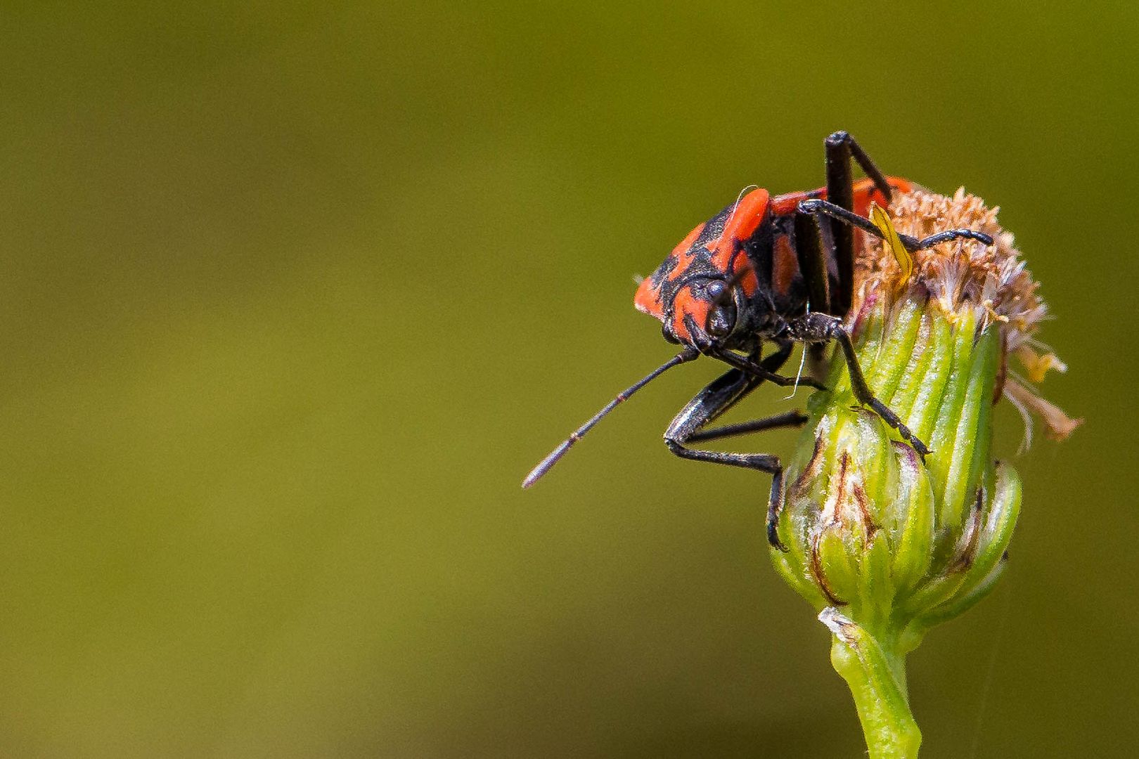 Feuerwanze on top Foto & Bild | tiere, wildlife, insekten Bilder auf ...