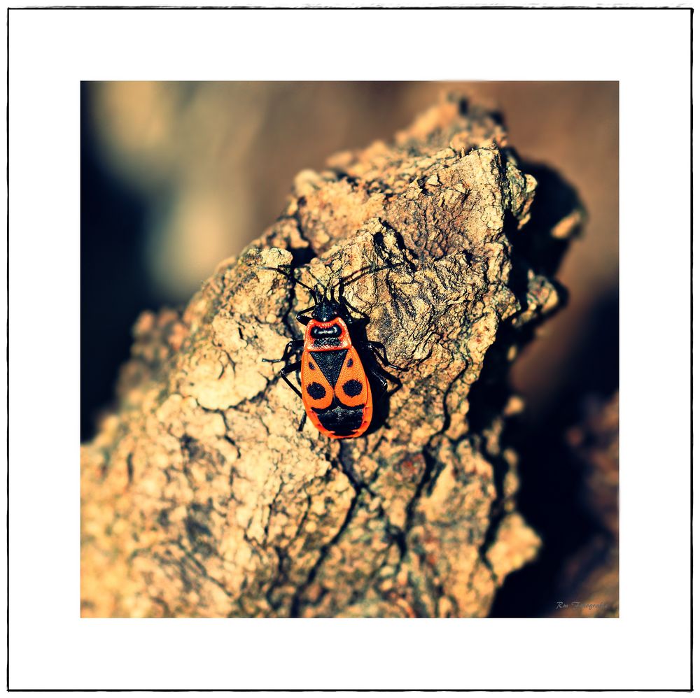 Feuerwanze on Tour Foto & Bild | tiere, wildlife, insekten Bilder auf ...