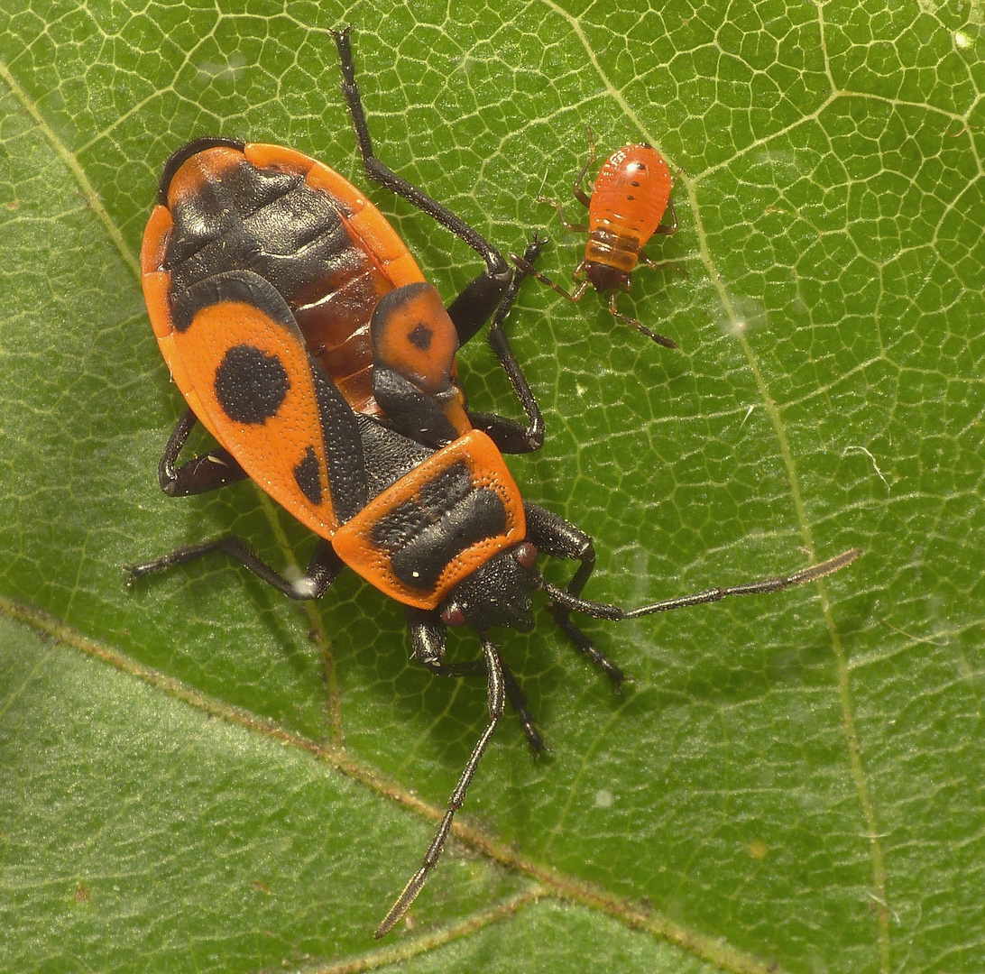 Feuerwanze (Pyrrhocoris apterus) - L2-Larve und Imago Foto & Bild ...