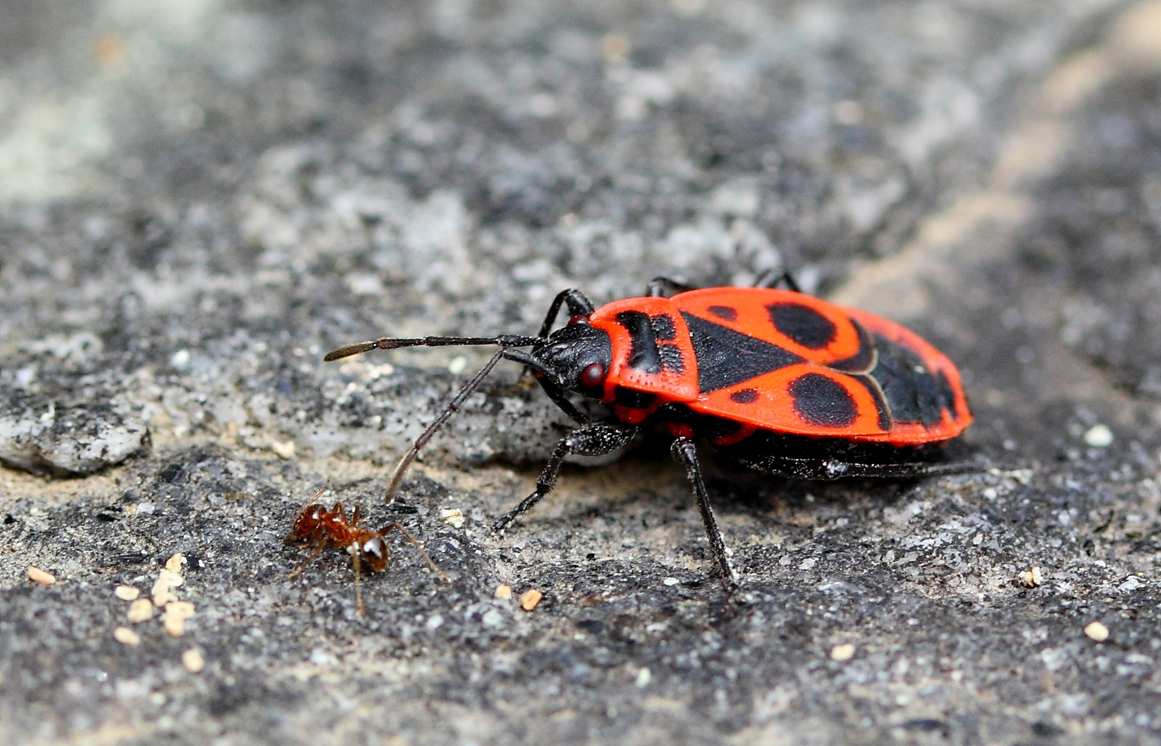 Feuerwanze trifft Ameise Foto & Bild | natur, tiere, wildlife Bilder ...