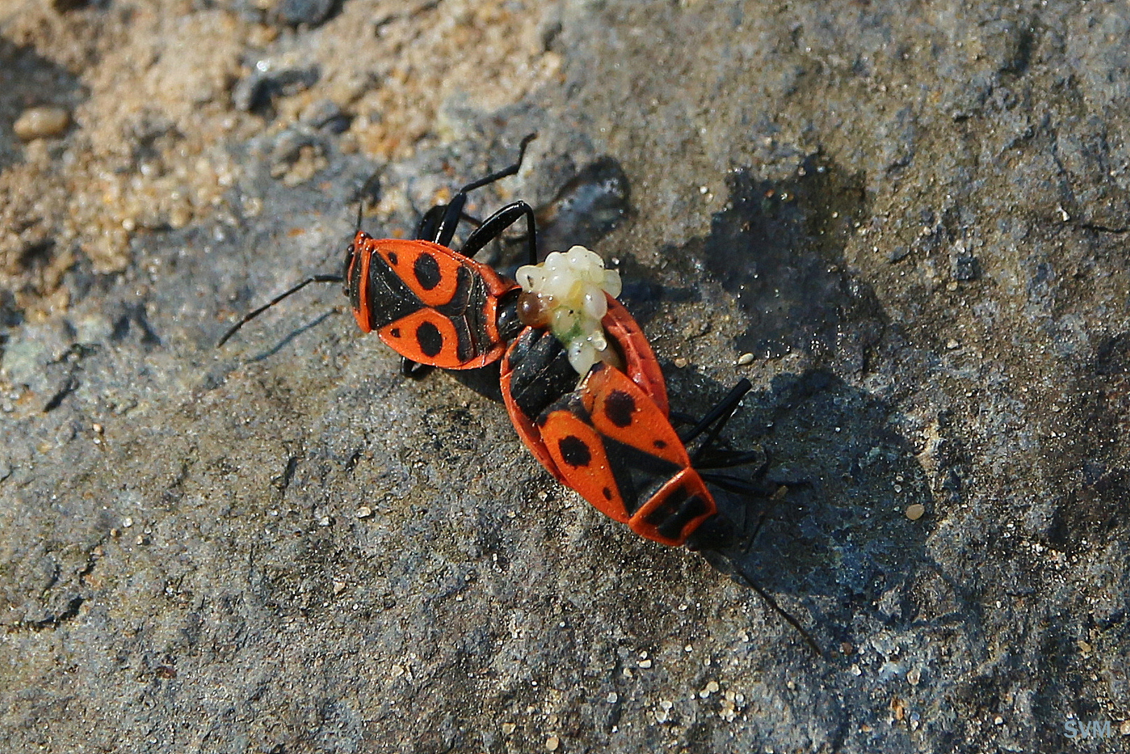 Feuerwanzen Foto & Bild | tiere, wildlife, jahreszeiten Bilder auf ...