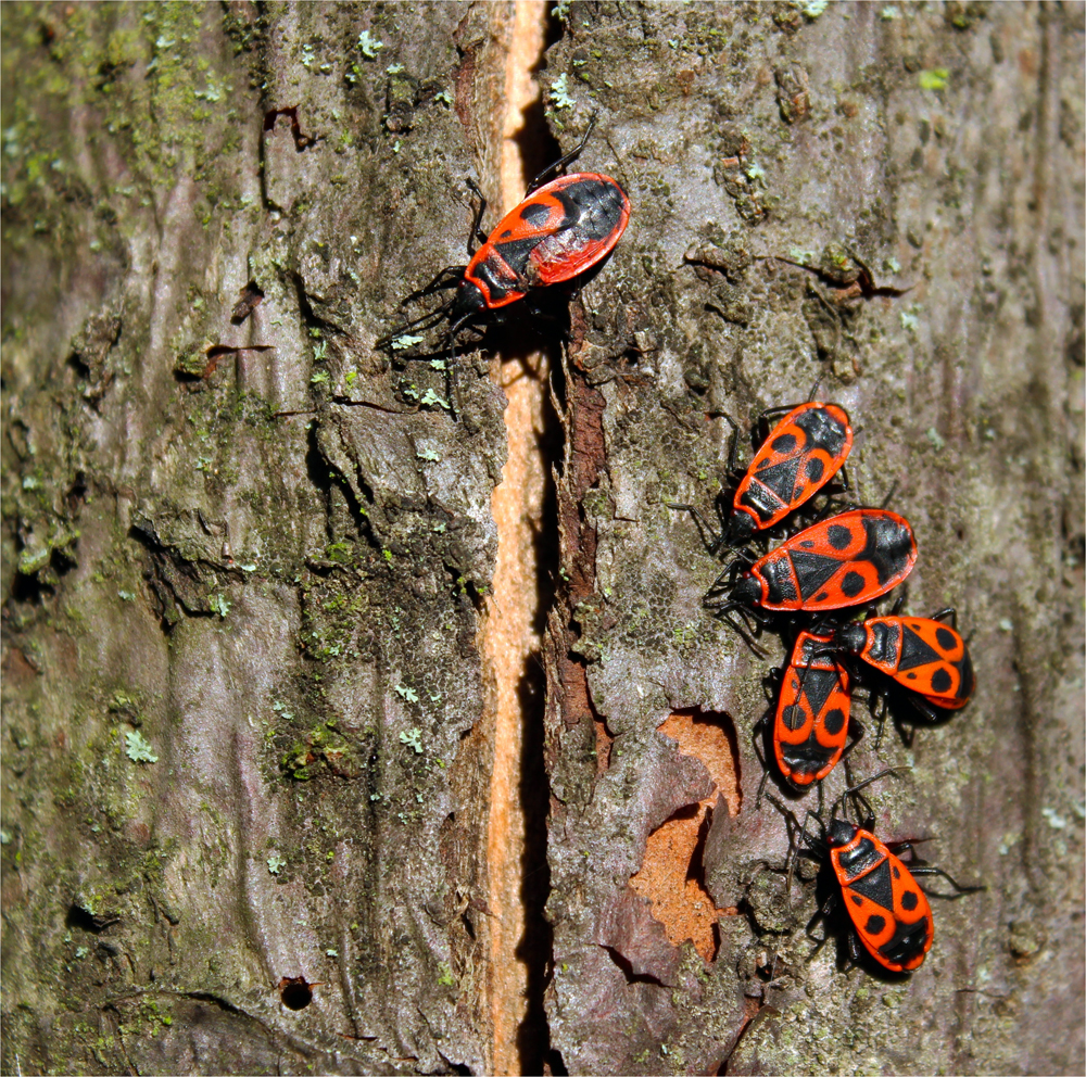 " Feuerwanzen" Foto & Bild | tiere, wildlife, insekten Bilder auf ...