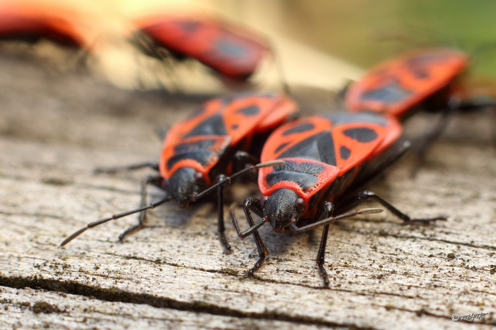 Feuerwanzen ... Foto & Bild | tiere, wildlife, insekten Bilder auf ...
