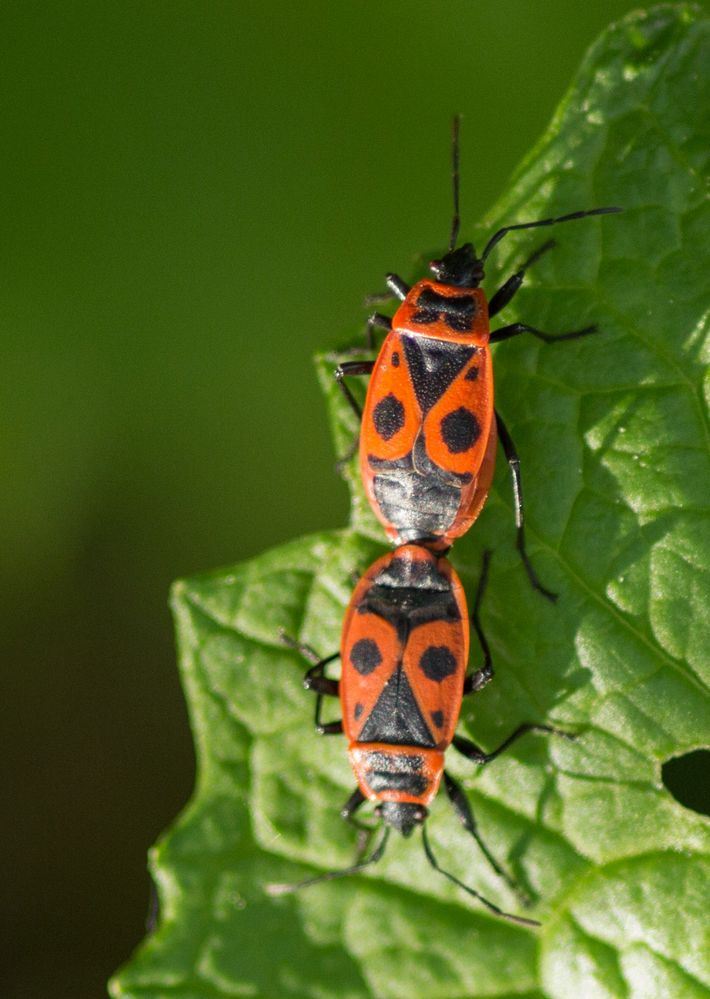 Feuerwanzen Foto & Bild | natur, insekten, tiere Bilder auf fotocommunity