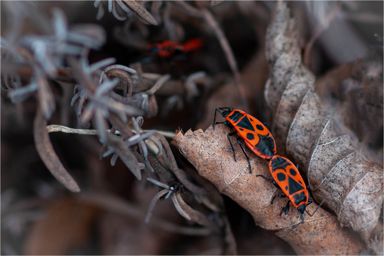 Feuerwanzen Foto & Bild | fauna, paarungszeit, feuerwanzen Bilder auf ...
