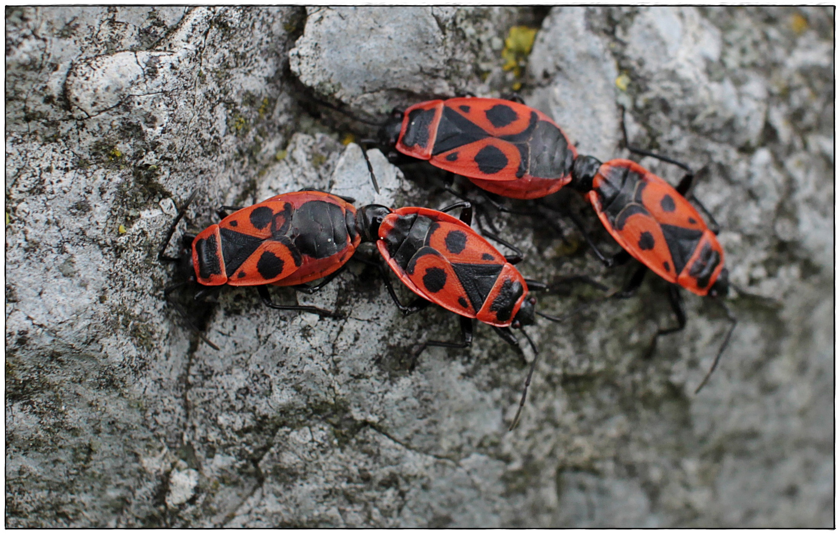 Feuerwanzen Foto & Bild | tiere, wildlife, insekten Bilder auf ...