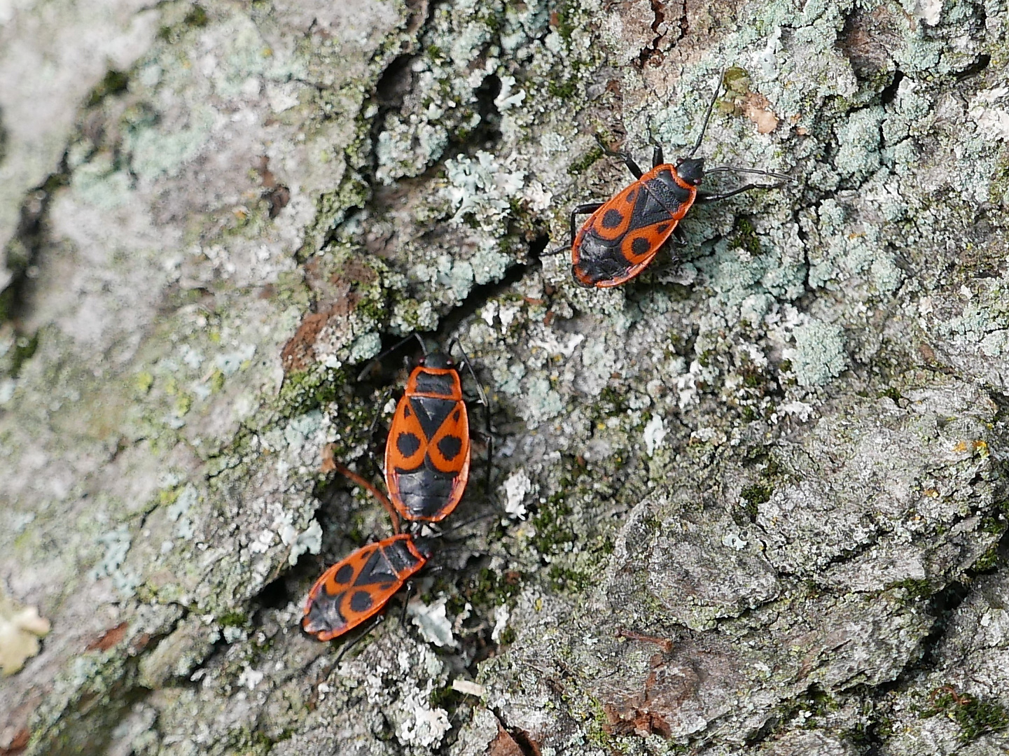 Feuerwanzen Foto & Bild | natur, insekten, tiere Bilder auf fotocommunity
