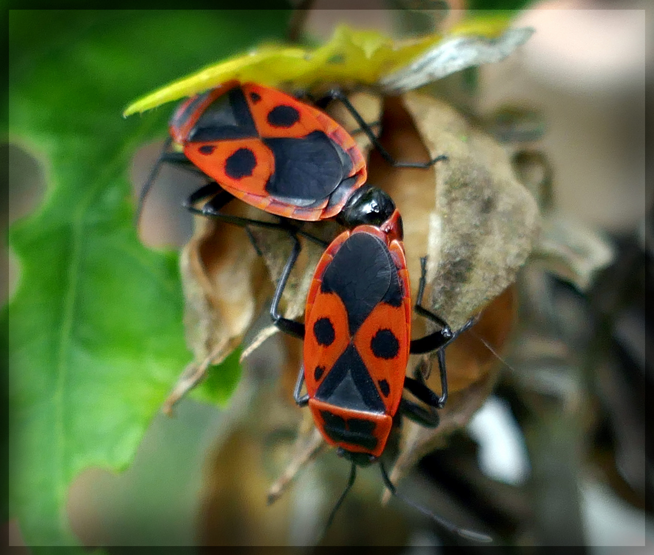 Feuerwanzen Foto & Bild | tiere, wildlife, insekten Bilder auf ...