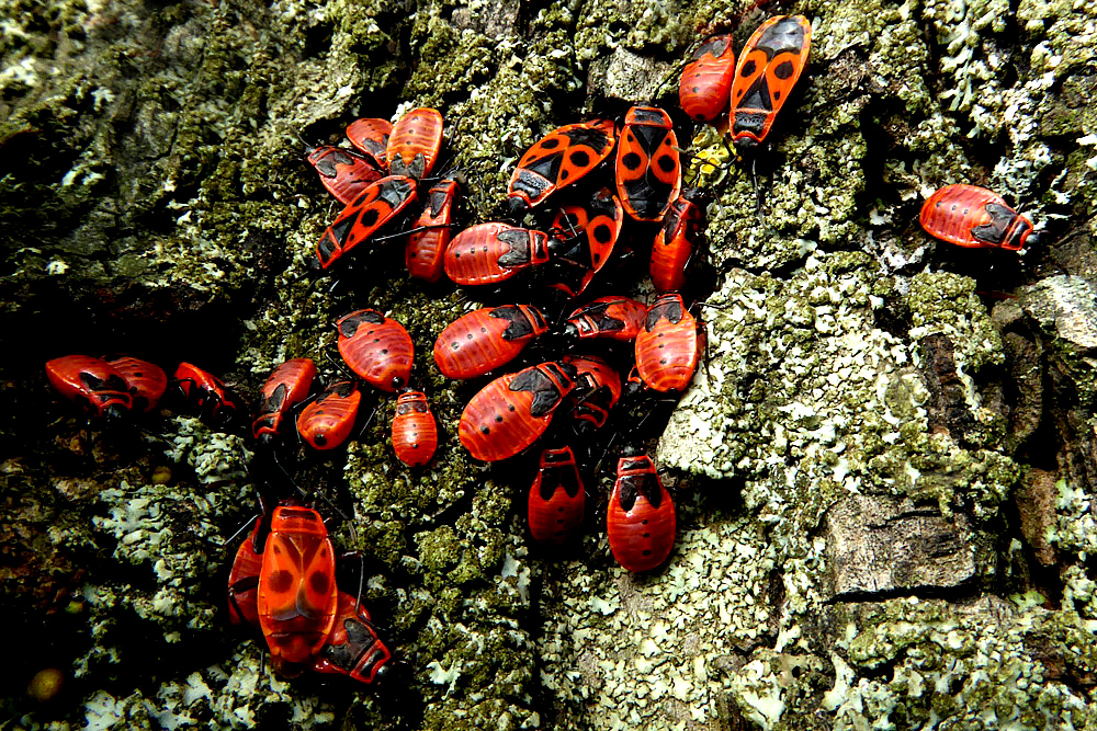Feuerwanzen Invasion Foto & Bild | tiere, wildlife, insekten Bilder auf ...