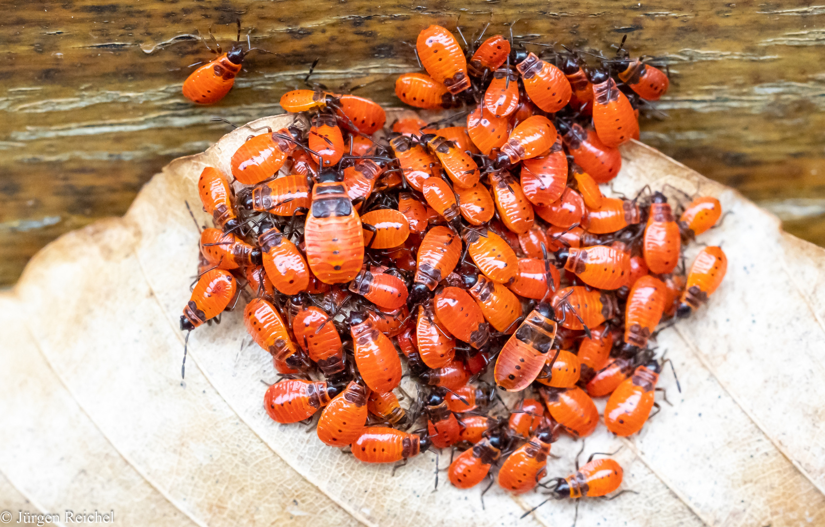 Feuerwanzen ( Pyrrhocoris apterus ) Foto & Bild | tiere, wildlife ...