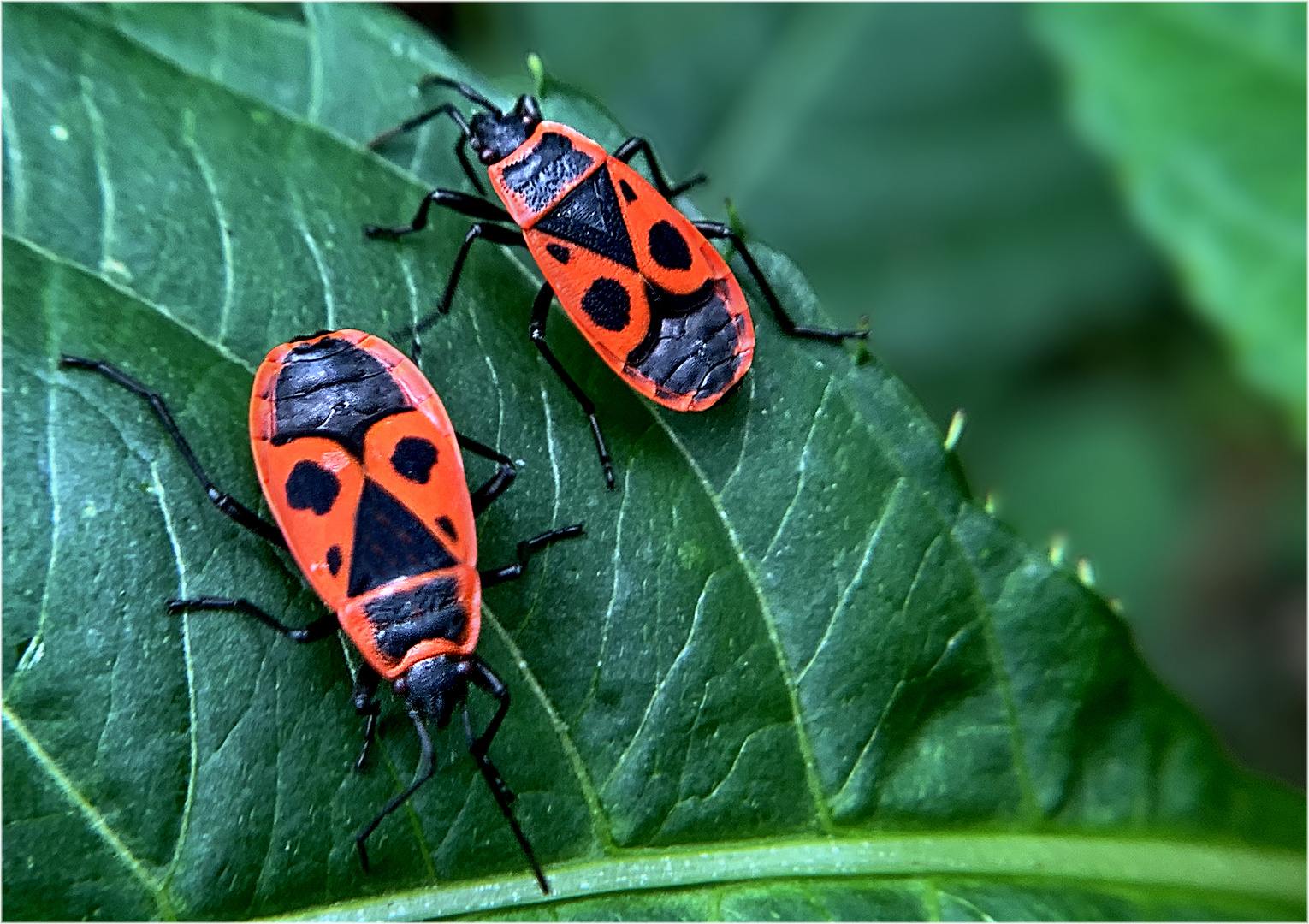 Feuerwanzen (Pyrrhocoris apterus) Foto & Bild | fotos, makro, natur ...
