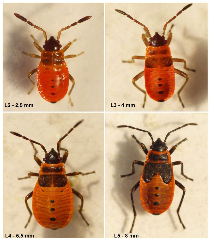Feuerwanzen (Pyrrhocoris apterus) - Larvenstadien L2 bis L5 Foto & Bild ...