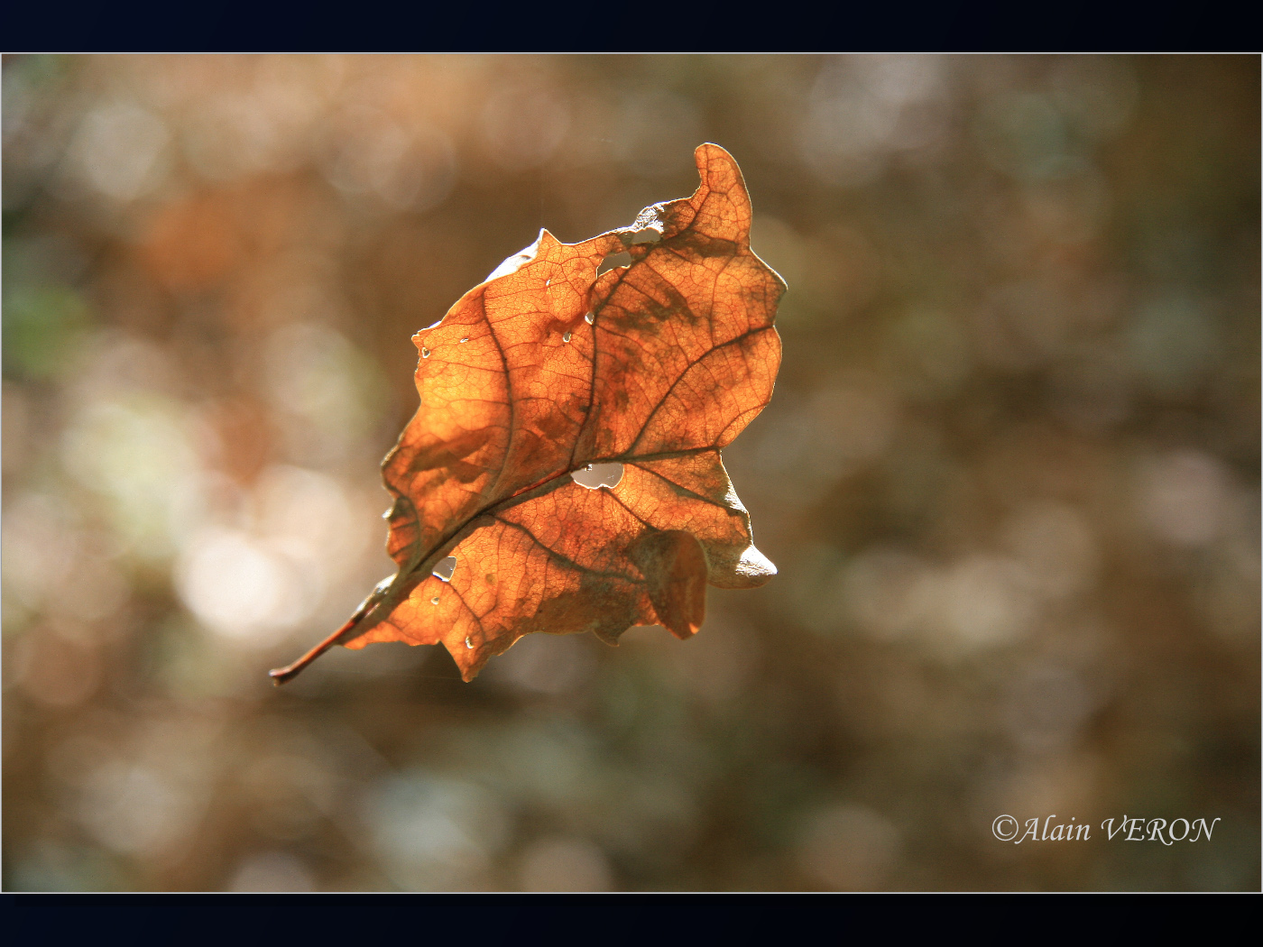Feuille volante photo et image | les saisons, automne, nature Images ...