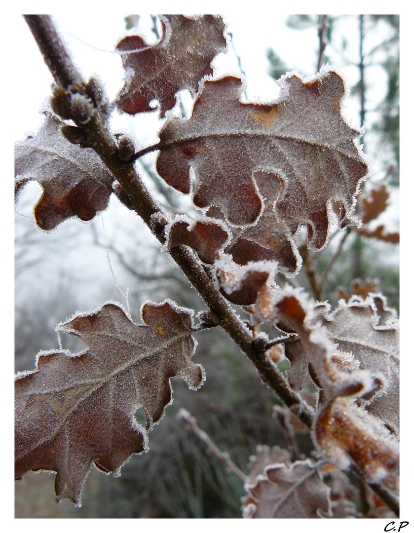 feuilles de chène photo et image | arbres, matin, feuilles Images ...