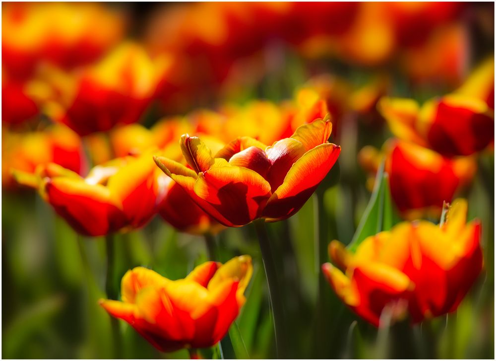 Feurige Tulpen Foto & Bild | pflanzen, pilze & flechten, blüten- & kleinpflanzen, tulpen Bilder ...