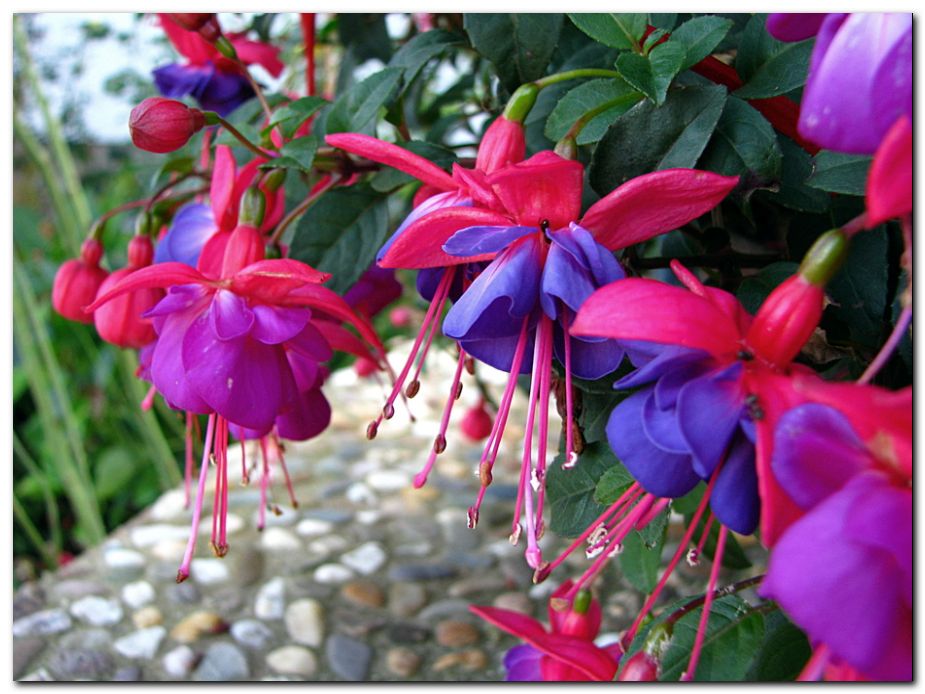 FFF Fuchsien-Farben-Feuerwerk Foto & Bild | pflanzen, pilze & flechten ...