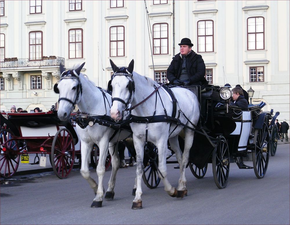 Fiaker Foto & Bild | europe, Österreich, wien Bilder auf fotocommunity
