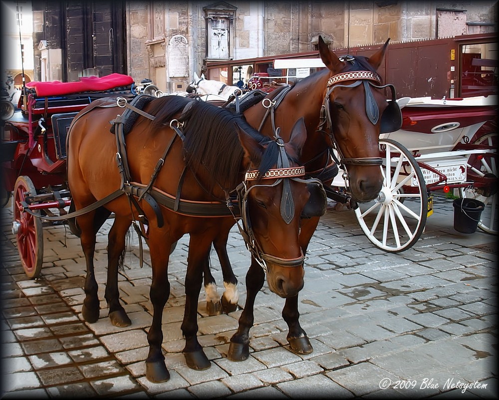 Fiaker am Stephansplatz Foto & Bild | tiere, haustiere, pferde, esel ...