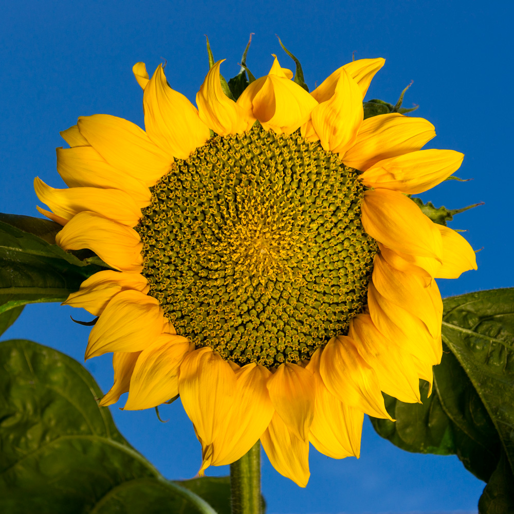 Fibonacci-Reihen Foto & Bild | pflanzen, pilze & flechten, blüten ...