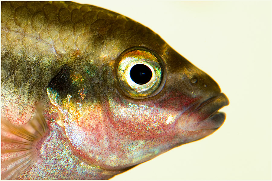 ...fich !" Foto & Bild | tiere, haustiere, aquaristik Bilder auf ...