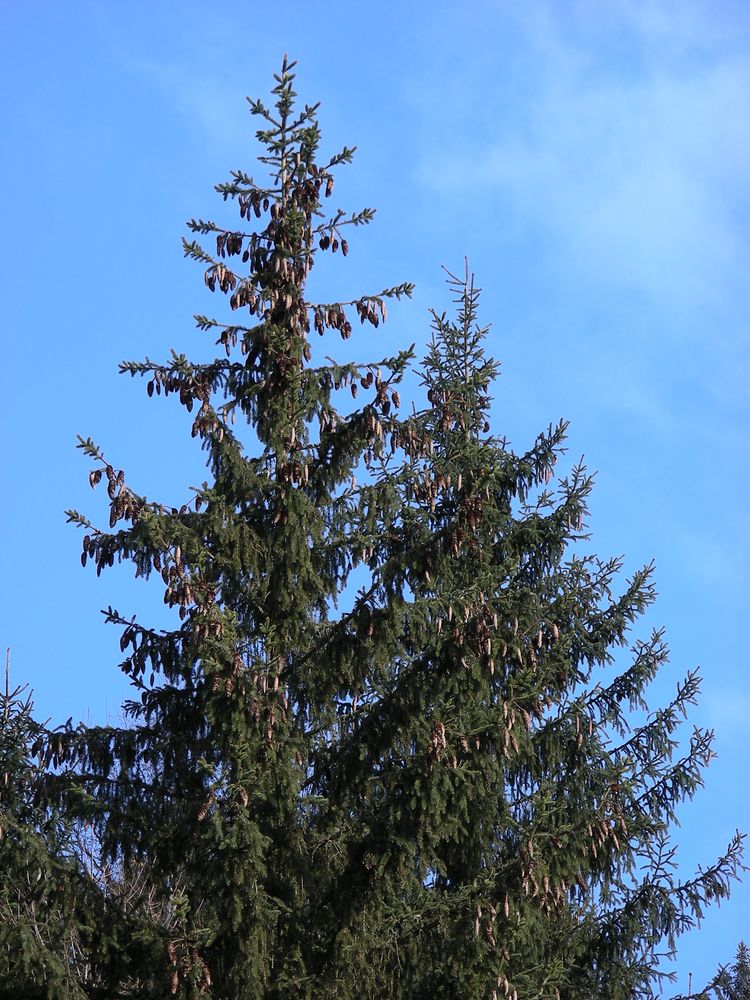 Fichte - Baum des Jahres 2017 Foto & Bild | wald, bäume, natur Bilder ...