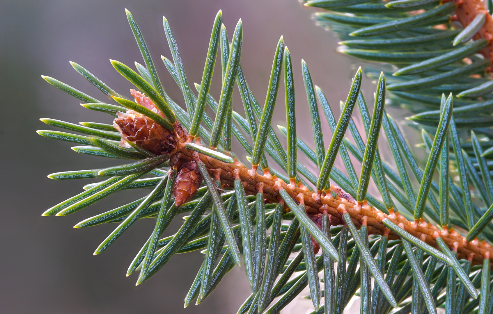 Fichte Stack Foto & Bild | pflanzen, pilze & flechten, bäume ...