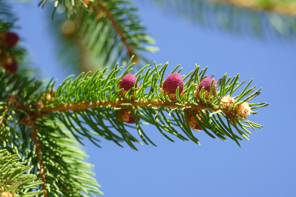 Fichten-Blüte Foto & Bild | pflanzen, pilze & flechten, bäume ...