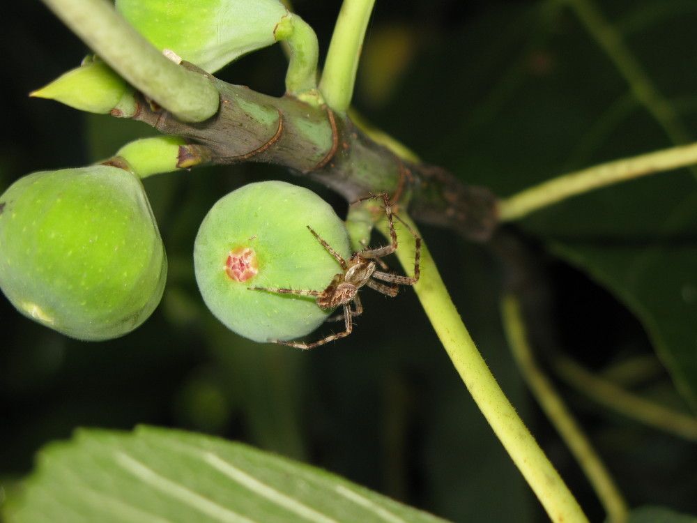 Fico Foto % Immagini| piante, fiori e funghi, natura Foto su fotocommunity