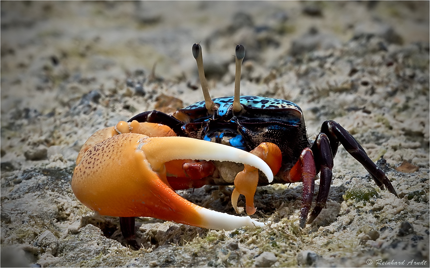 Fiddler Crab Foto & Bild | fotos, world, meer Bilder auf fotocommunity