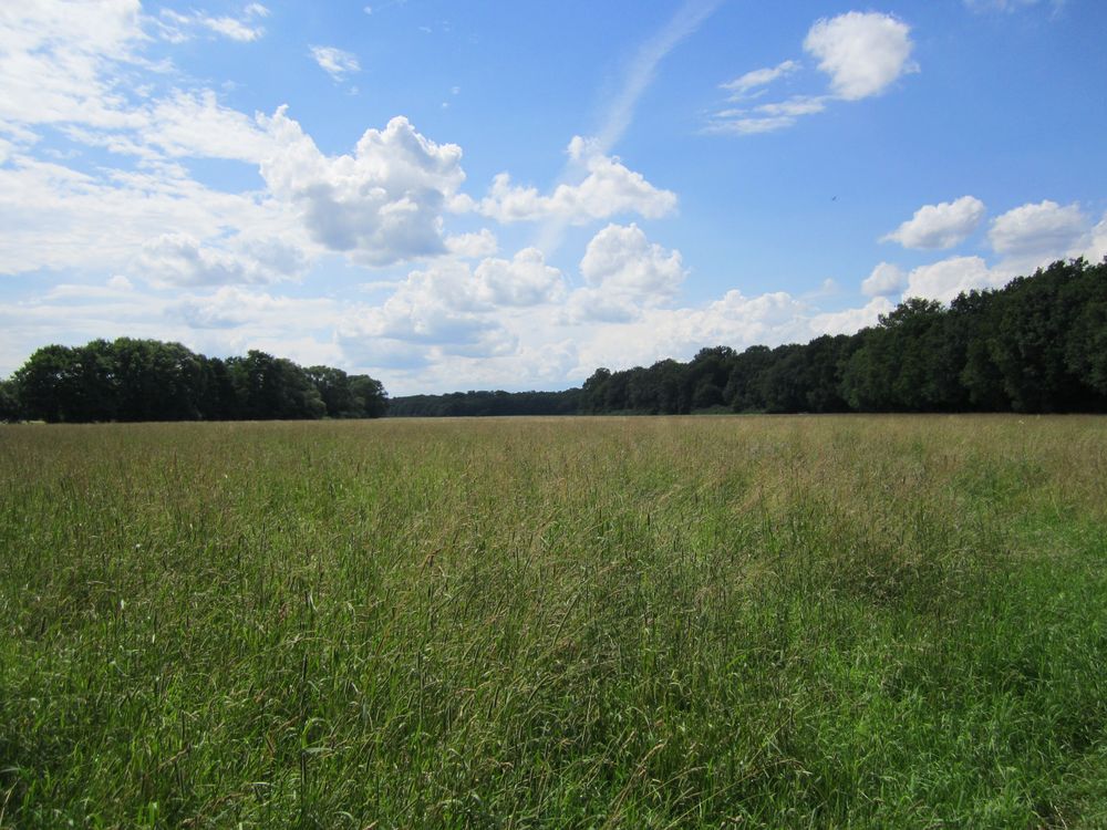 Field Foto & Bild | natur-kreativ, jungle, field Bilder auf fotocommunity