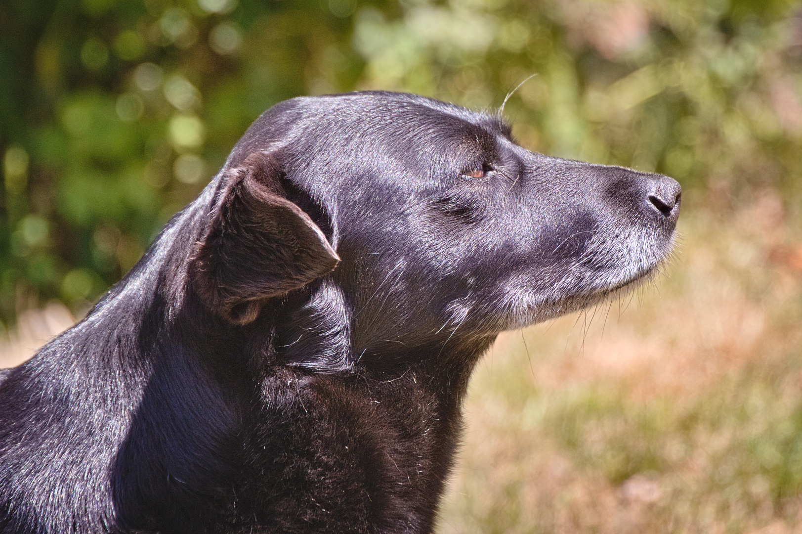 Fiene Foto & Bild | tiere, haustiere, hunde Bilder auf fotocommunity