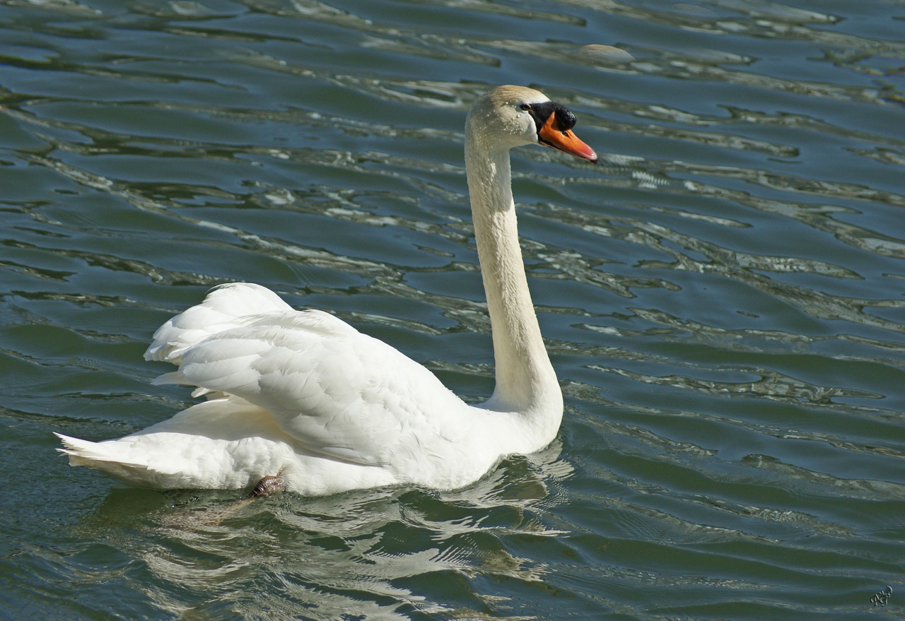 Fier... photo et image | animaux, animaux sauvages, oiseaux Images ...