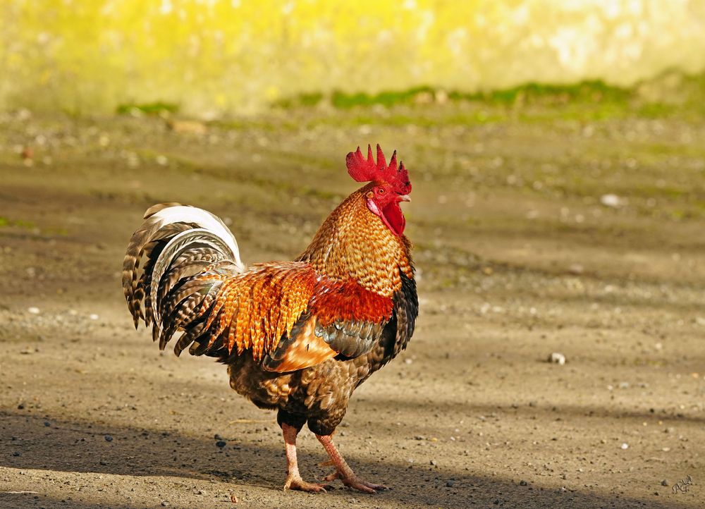 Fier !!!!! photo et image | nature, animaux, oiseaux Images fotocommunity