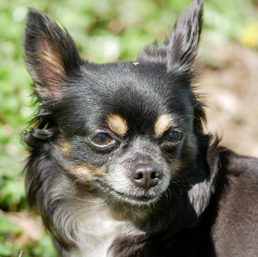 Fiffi Foto & Bild | hunde, natur, tiere Bilder auf fotocommunity