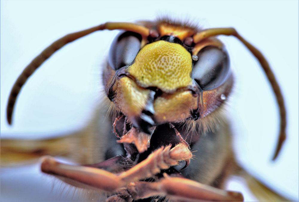 Figée à jamais photo et image | nature, macro, insectes Images ...