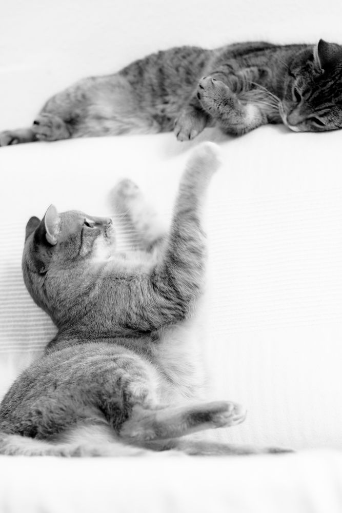 Fighting Cat Foto & Bild | tiere, haustiere, katzen Bilder auf ...