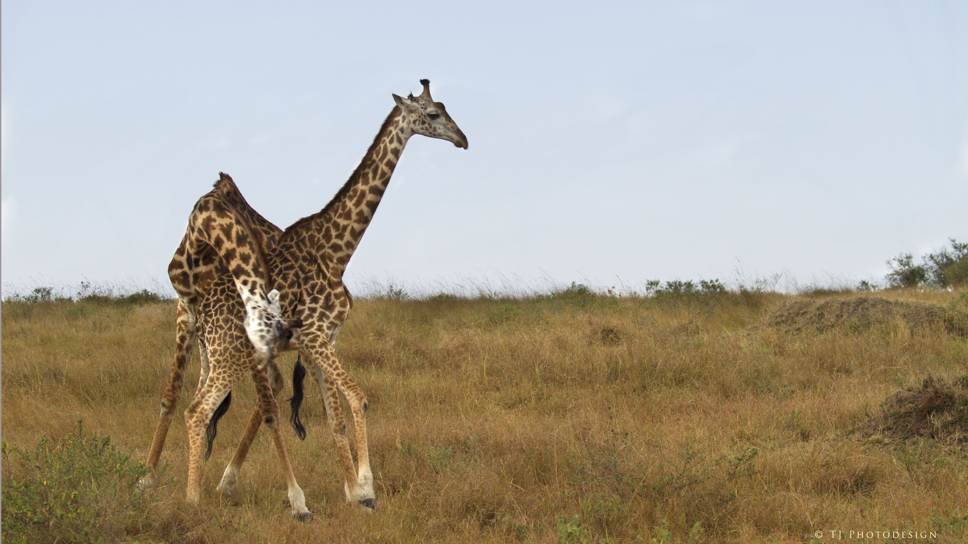 Fighting-Giraffes-2 Foto & Bild | natur, kampf, landschaft Bilder auf ...