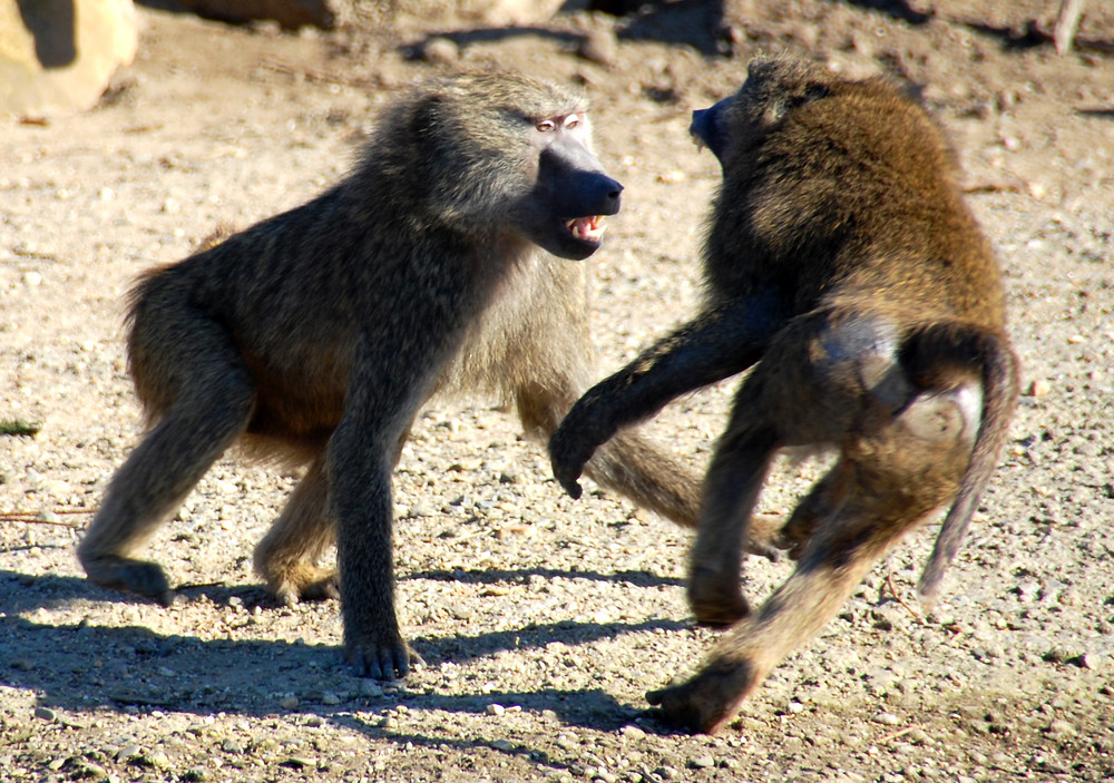 Fighting Monkeys Foto & Bild | tiere, zoo, wildpark & falknerei ...