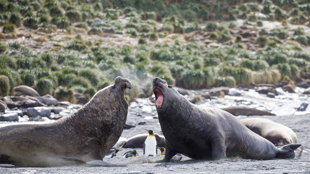 Fighting Sea Elephants Foto & Bild | world, antarctica, poles Bilder ...