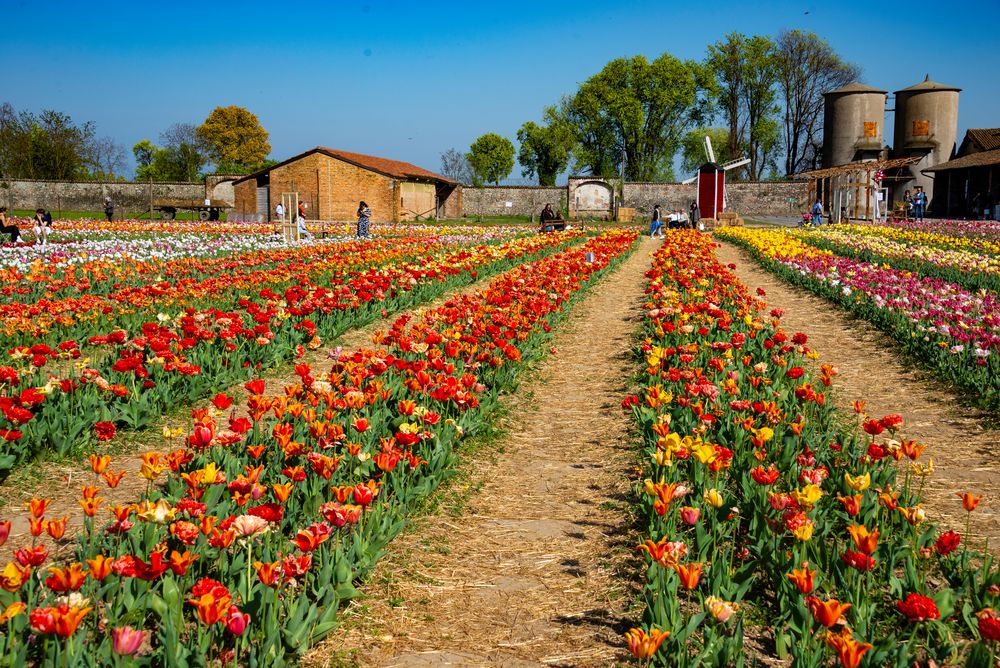filari di luce e colori Foto % Immagini| piante, fiori e funghi, macro ...