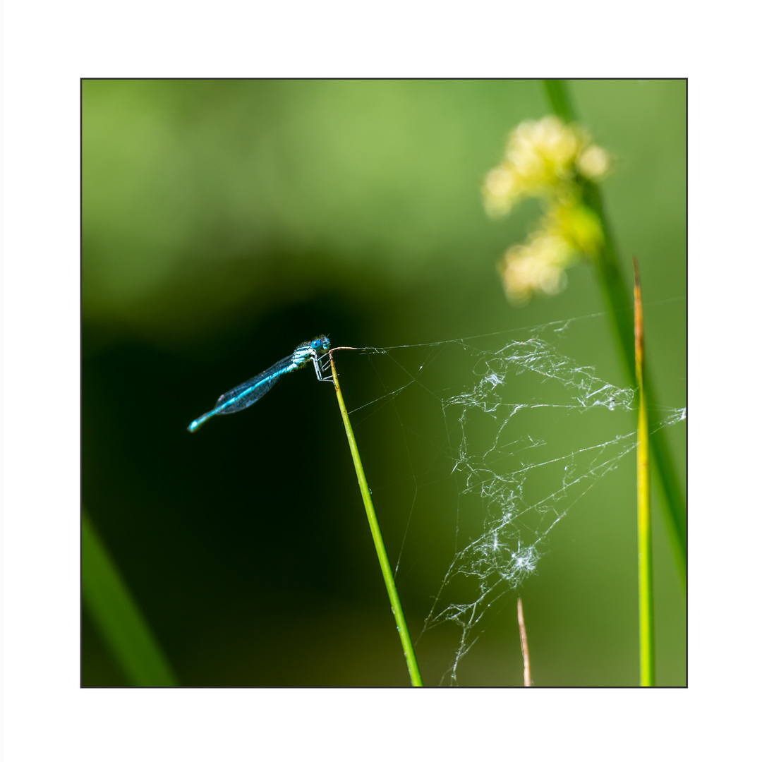 Filigran Foto & Bild | tiere, wildlife, libellen Bilder auf fotocommunity