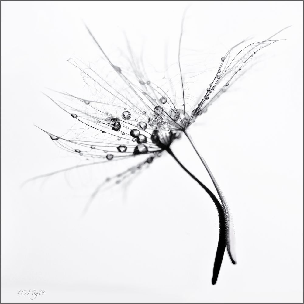 filigran Foto & Bild | spezial, makro, natur Bilder auf fotocommunity