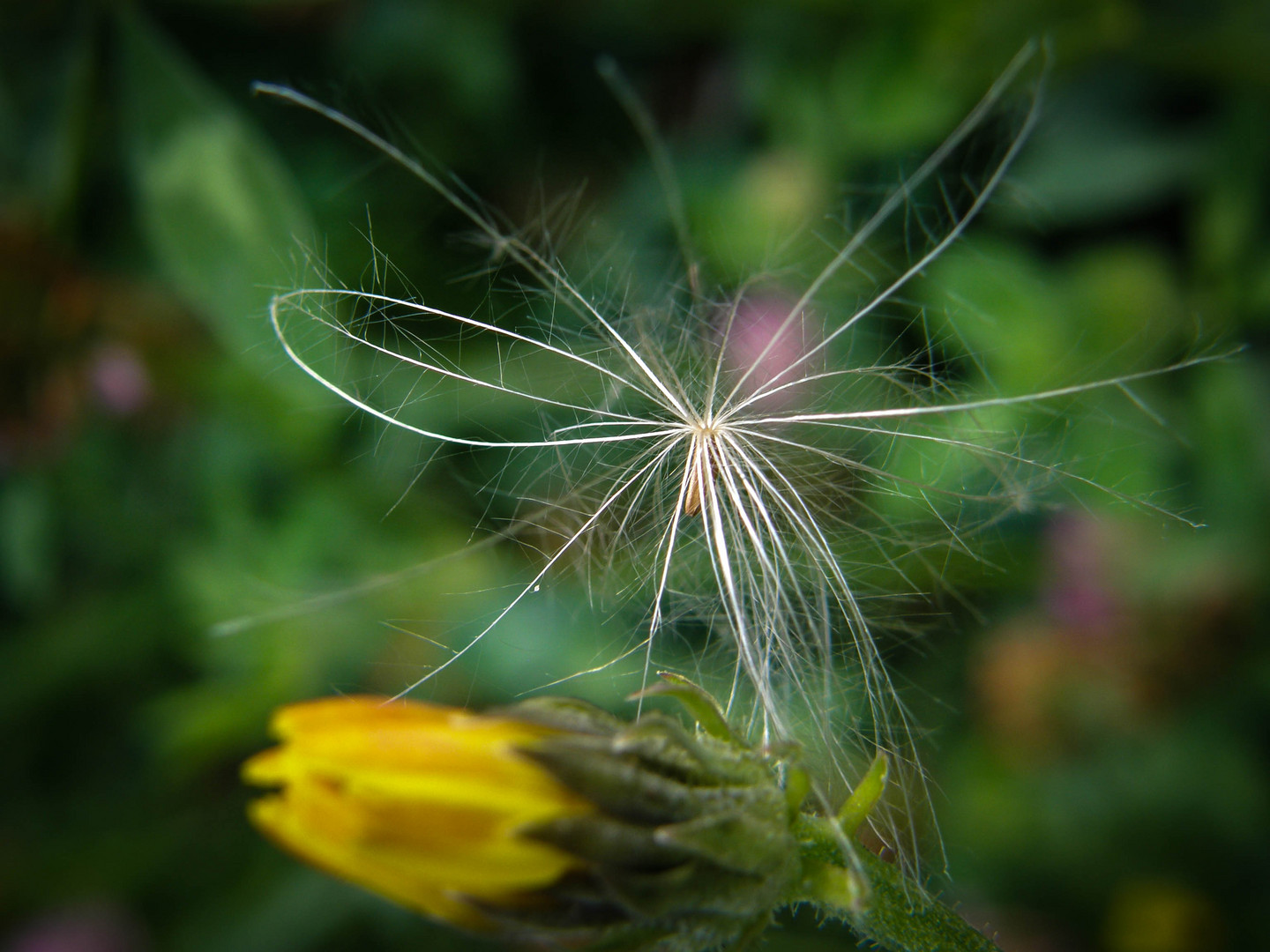 Filigran #1 Foto & Bild | pflanzen, pilze & flechten, makro, sommer ...