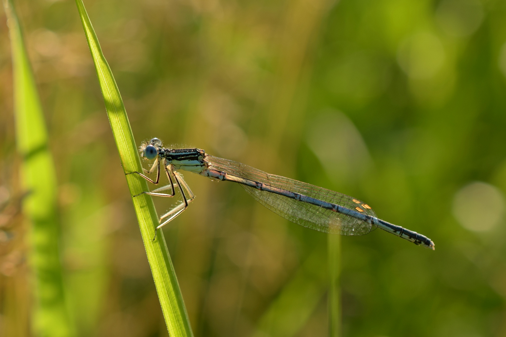 Filigran Foto & Bild | tiere, makro, natur Bilder auf fotocommunity