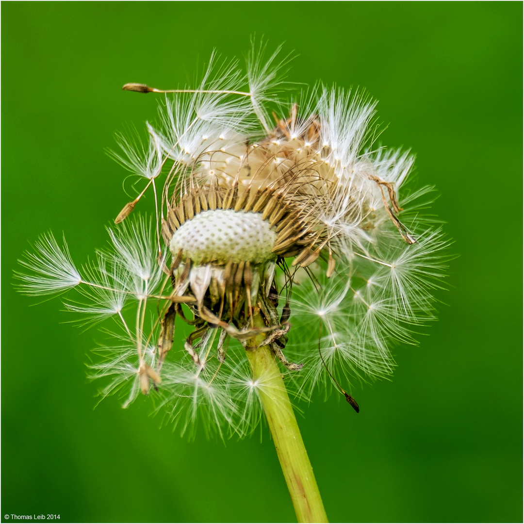 Filigran 2... Foto & Bild | pflanzen, pilze & flechten, blüten ...