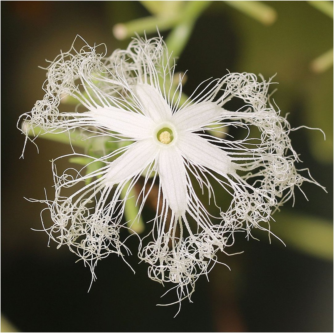 Filigran ... Foto & Bild | makro, natur, blüte Bilder auf fotocommunity