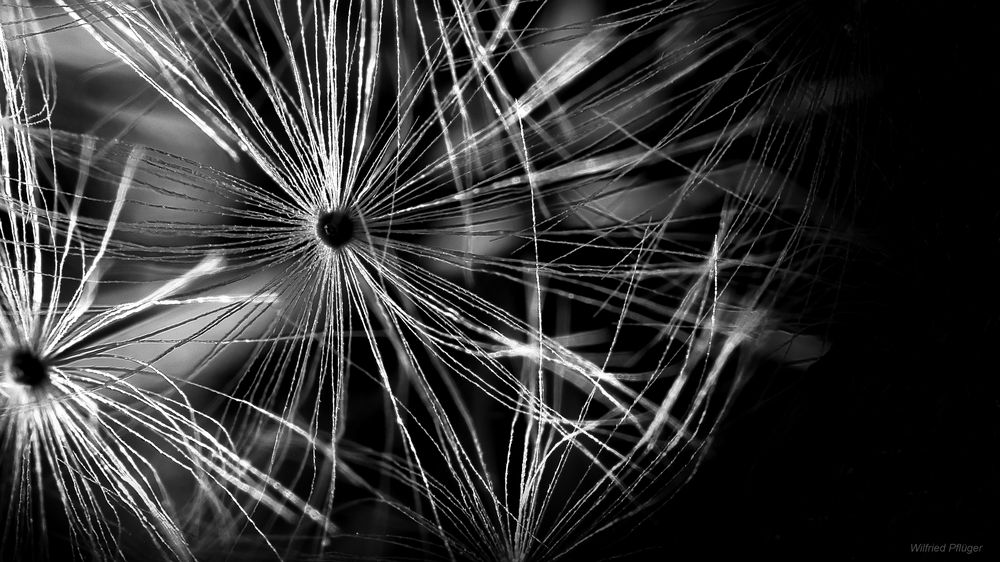 Filigran Foto & Bild | art, spezial, frühling Bilder auf fotocommunity