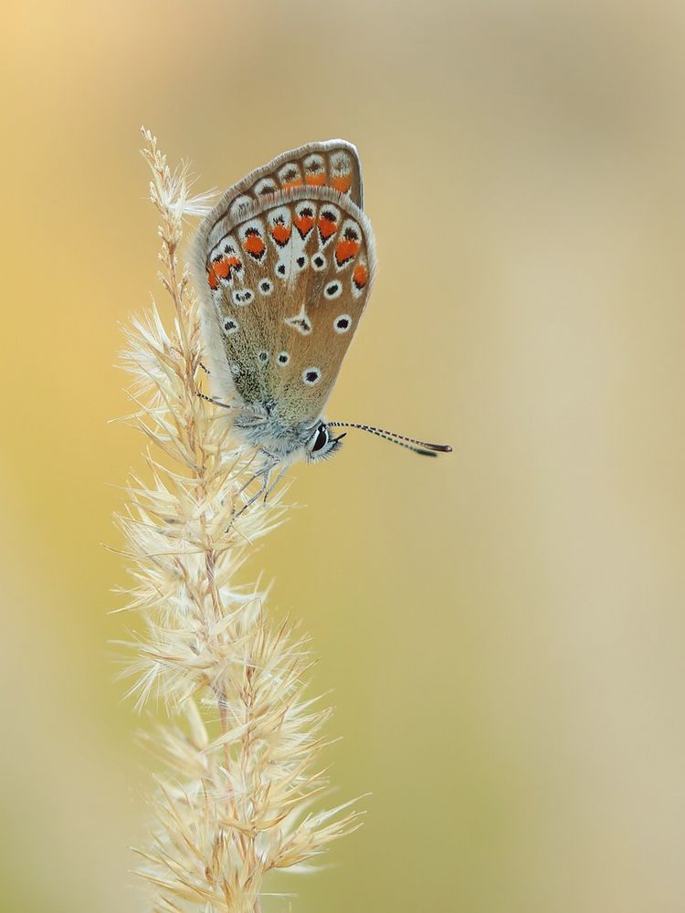 Filigran Foto & Bild | Bilder auf fotocommunity